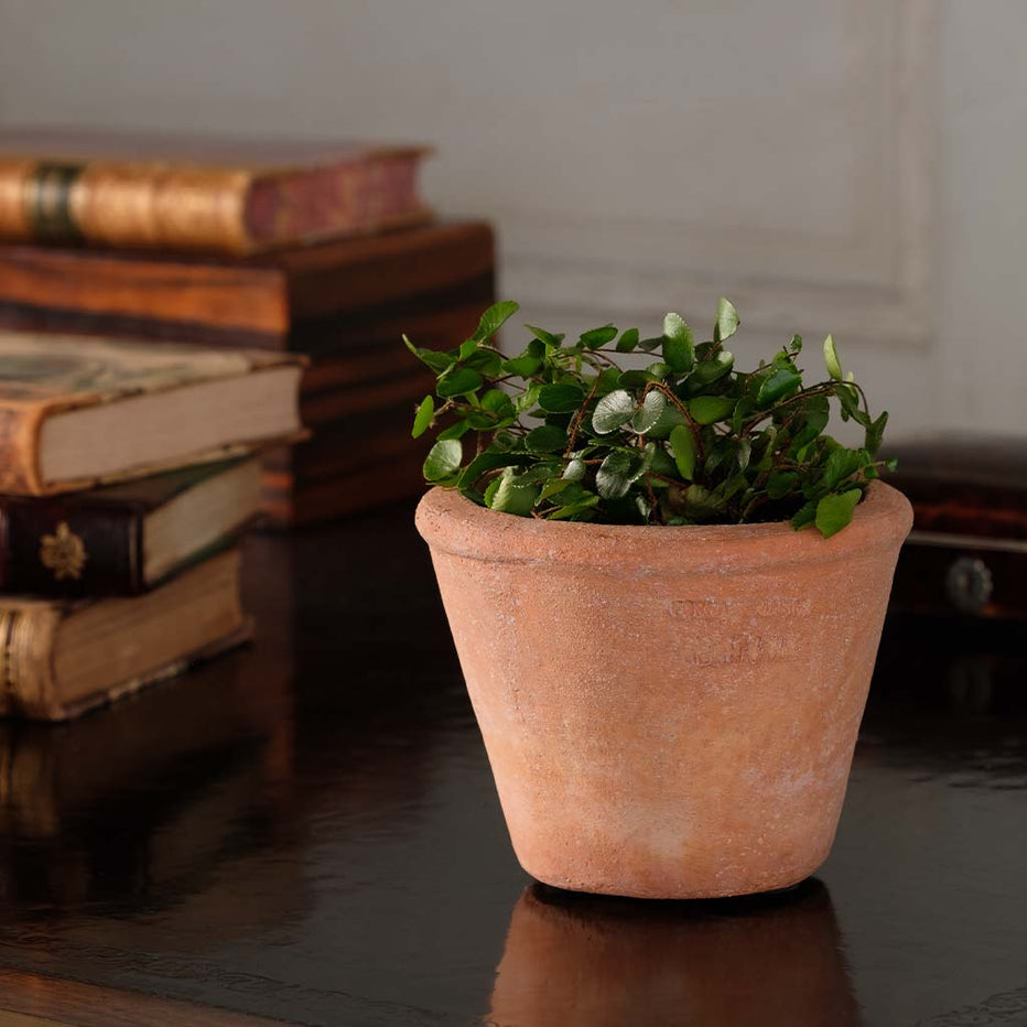 Tom Pot – Seibert-Rice